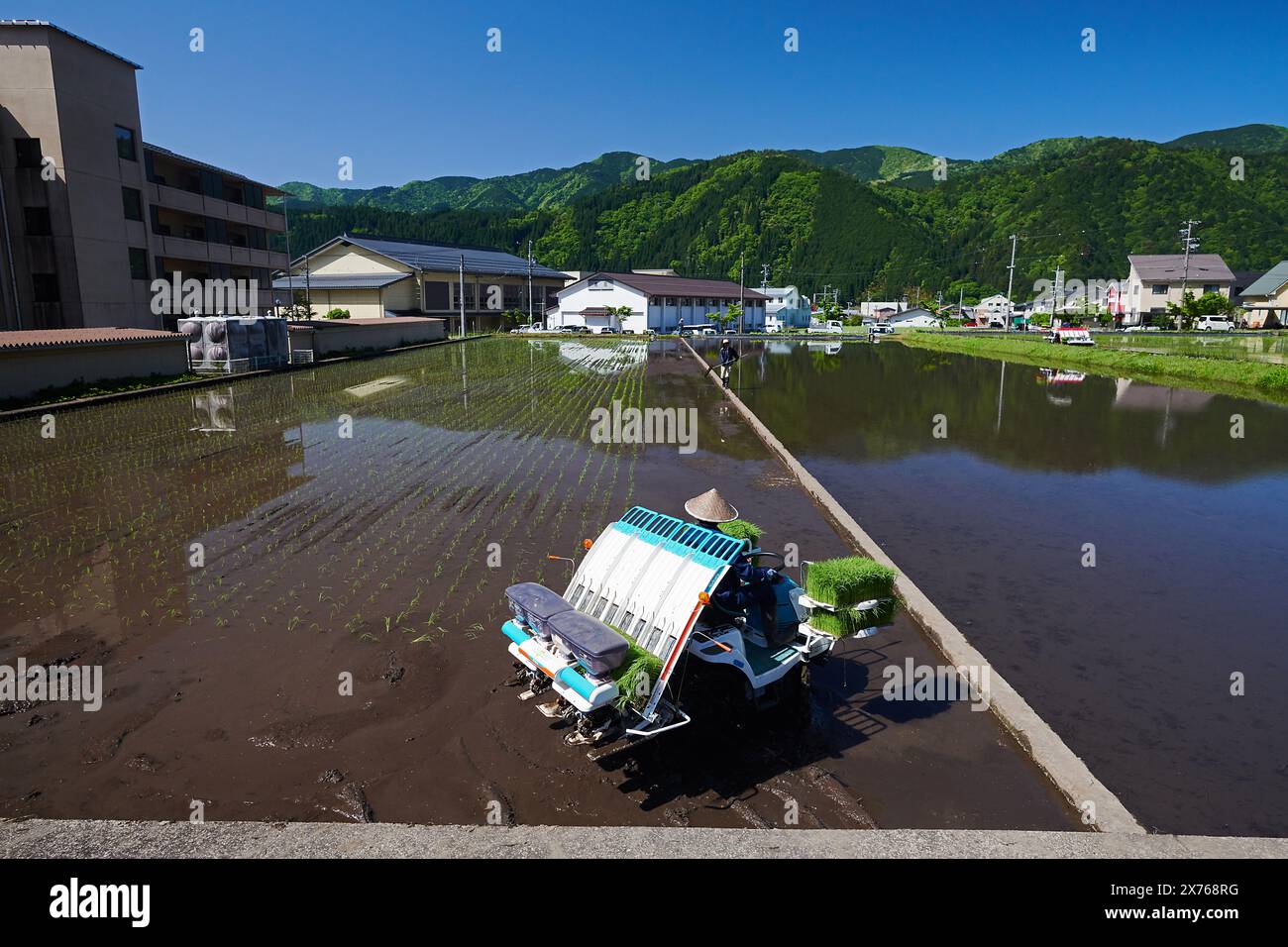 Japanese farmers planting in a rice field in spring sunshine in the ...