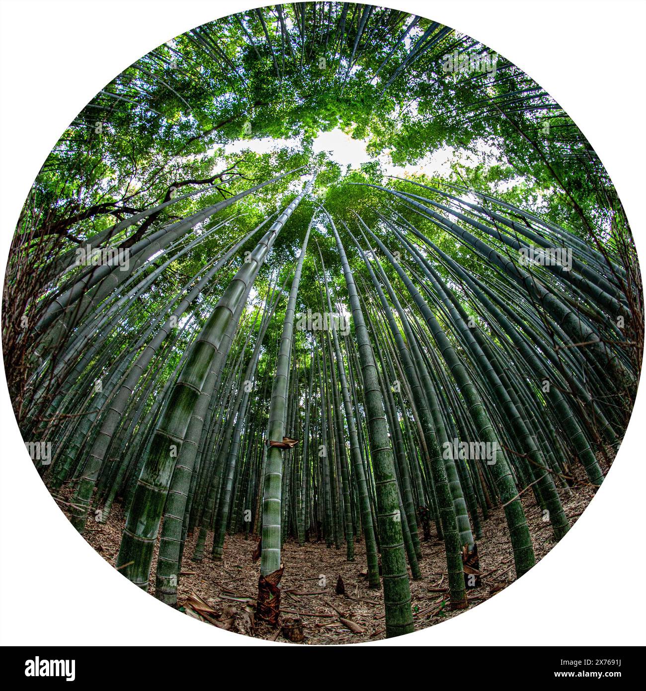 Arashiyama Bamboo Grove at bottom of Storm Mountains, Kyoto Japan. Path ...