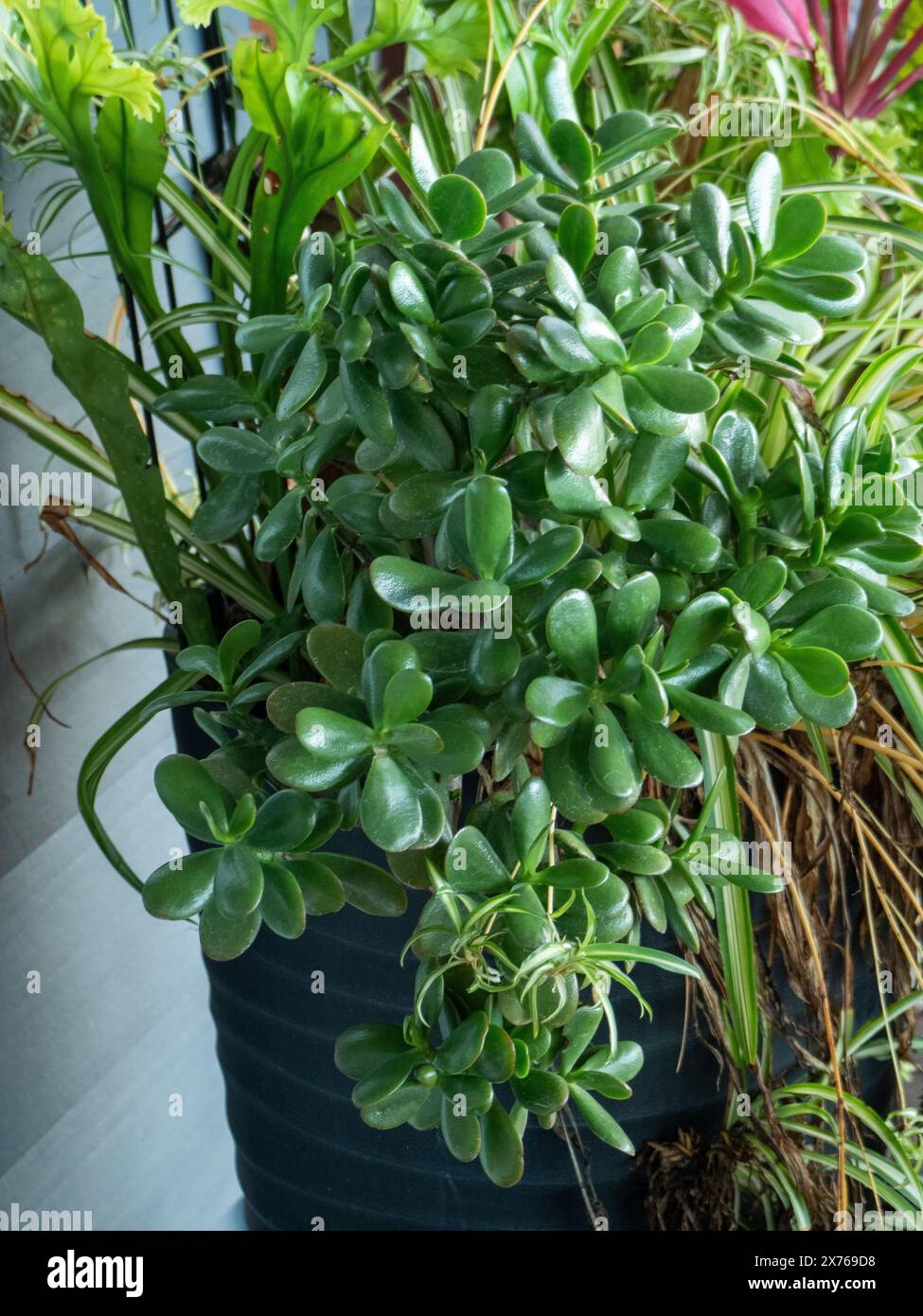 A mixture of plants in a plant pot, jade bush, ribbon plant, green, red ...