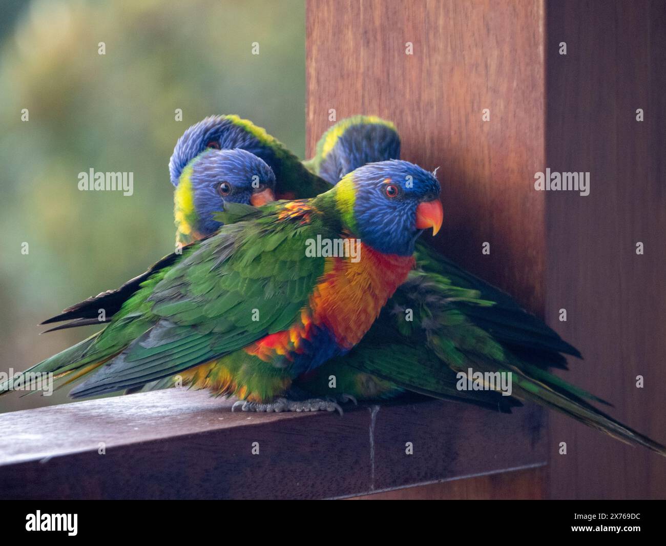 A family of Rainbow lorikeets huddled together trying to keep out of ...