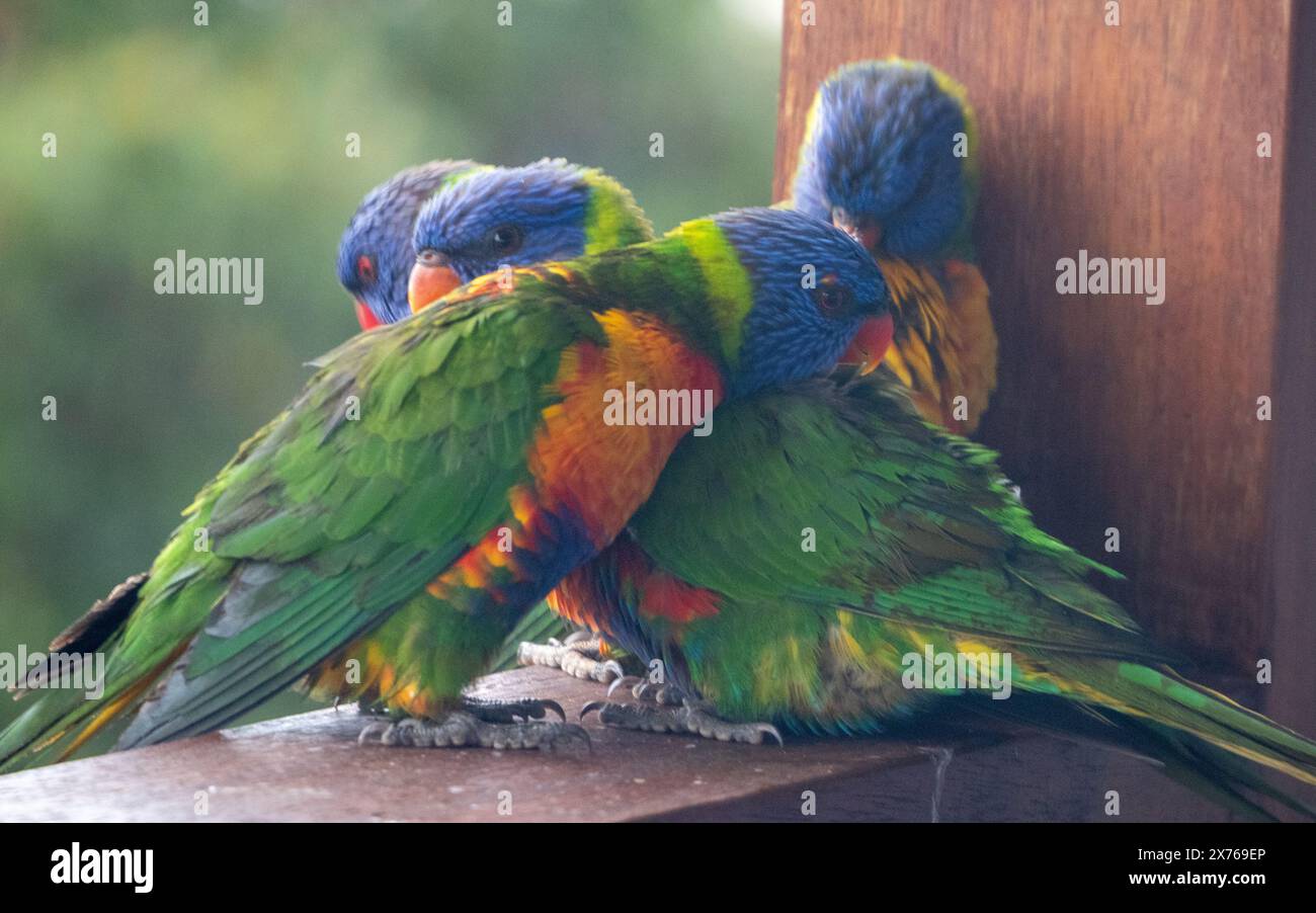 A family of Rainbow lorikeets huddled together preening each other and ...