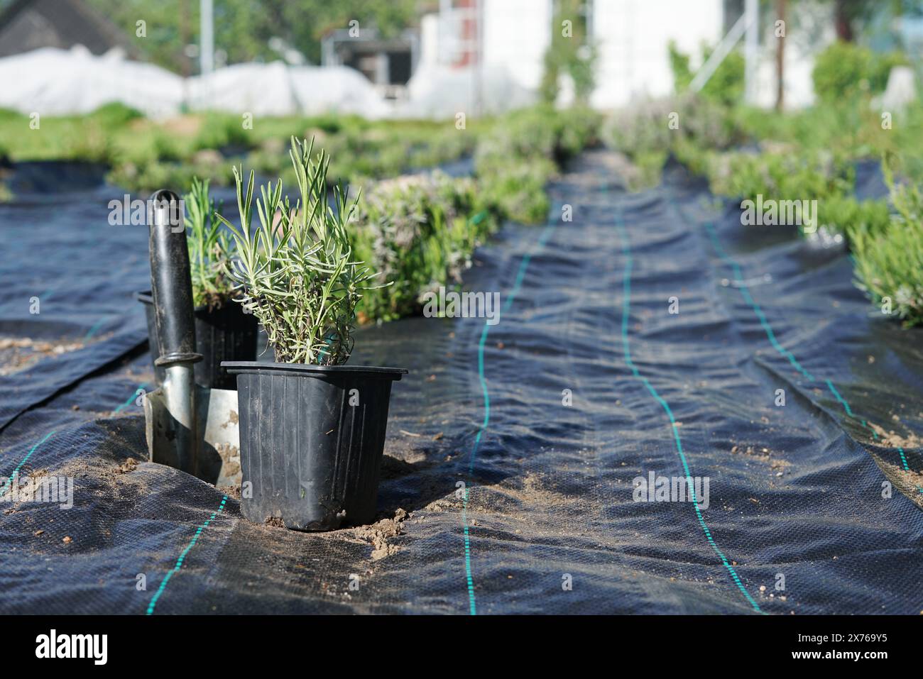 Floral composition of field of lavender with agrofabric. Lavender ...