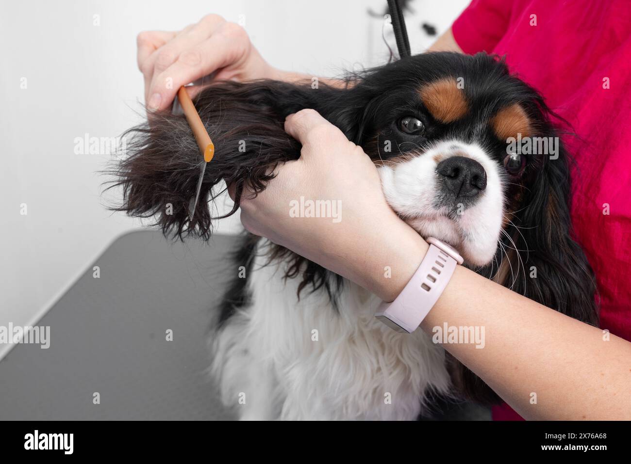 professional groomer combs the hair of Cavalier King Charles spaniel in grooming salon Stock ...