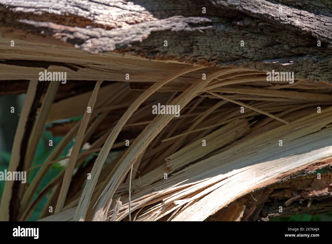 Snapped tree trunk hi-res stock photography and images - Alamy