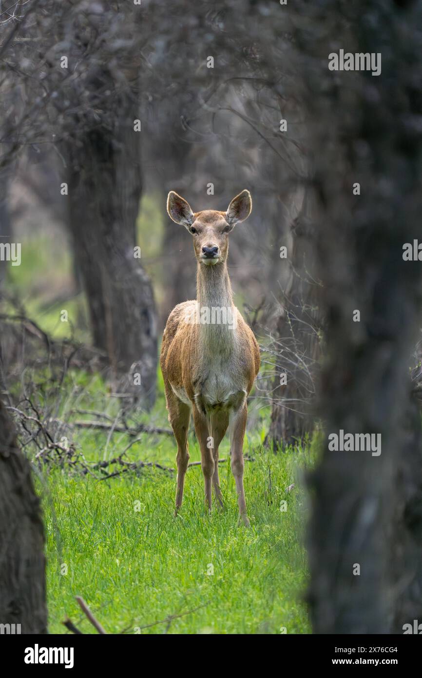 Bactrian deer (Cervus hanglu bactrianus), also called the Bukhara deer ...