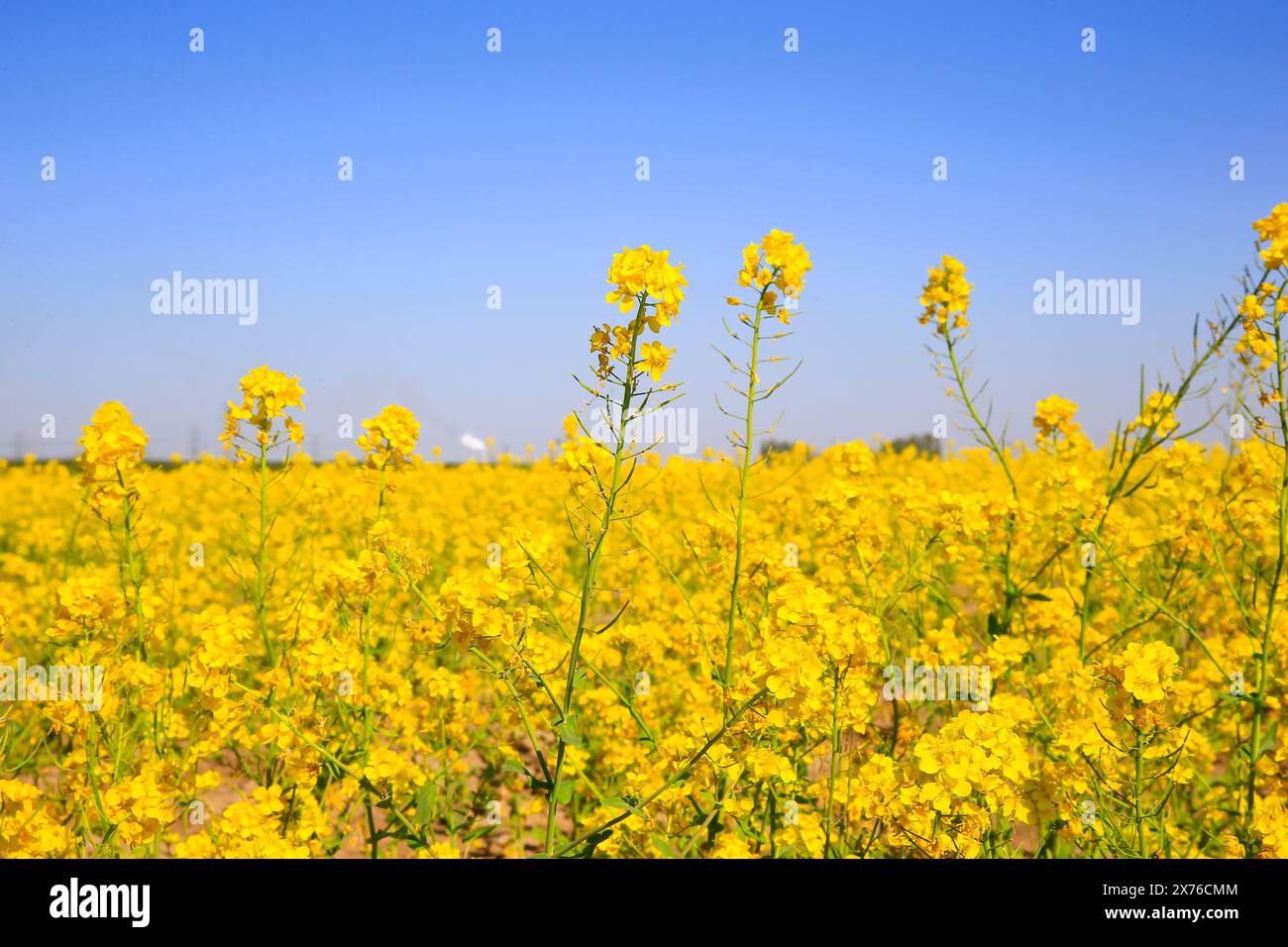 Yellow rape flower bloom in the farm，Very beautiful Stock Photo - Alamy