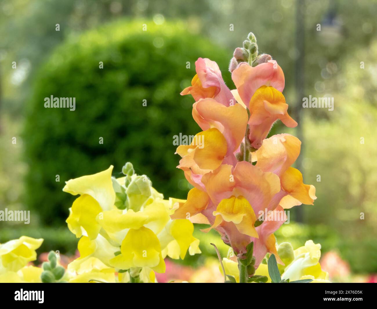 Common snapdragon bright peach pink spike inflorescence. Antirrhinum ...
