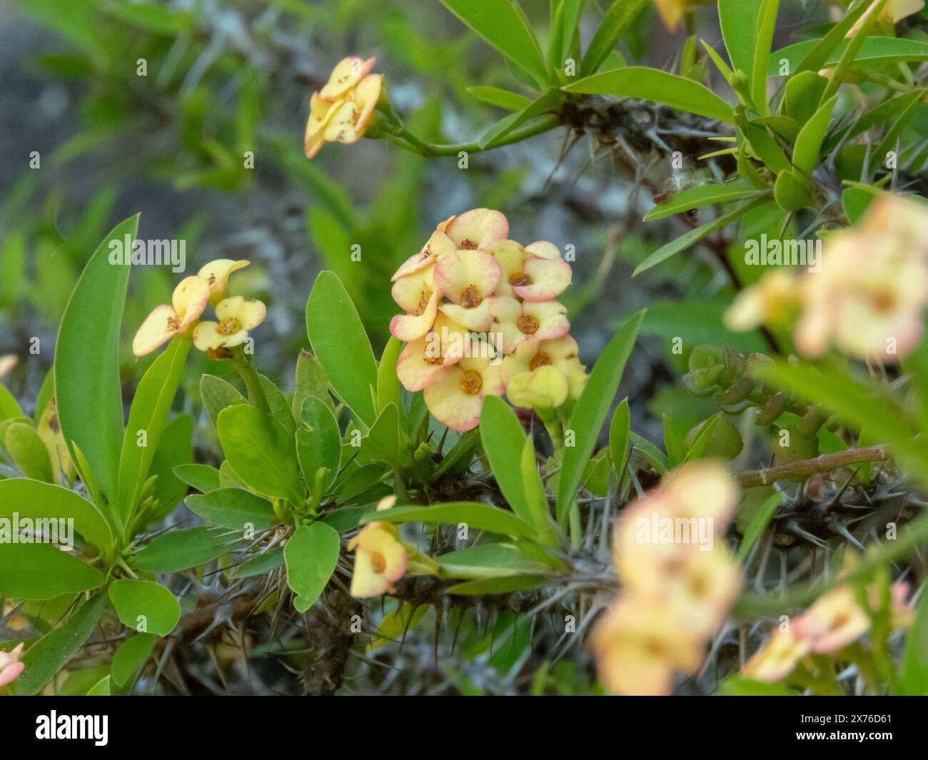 Euphorbia milii with pale yellow flowers. Crown of thorns or Christ ...