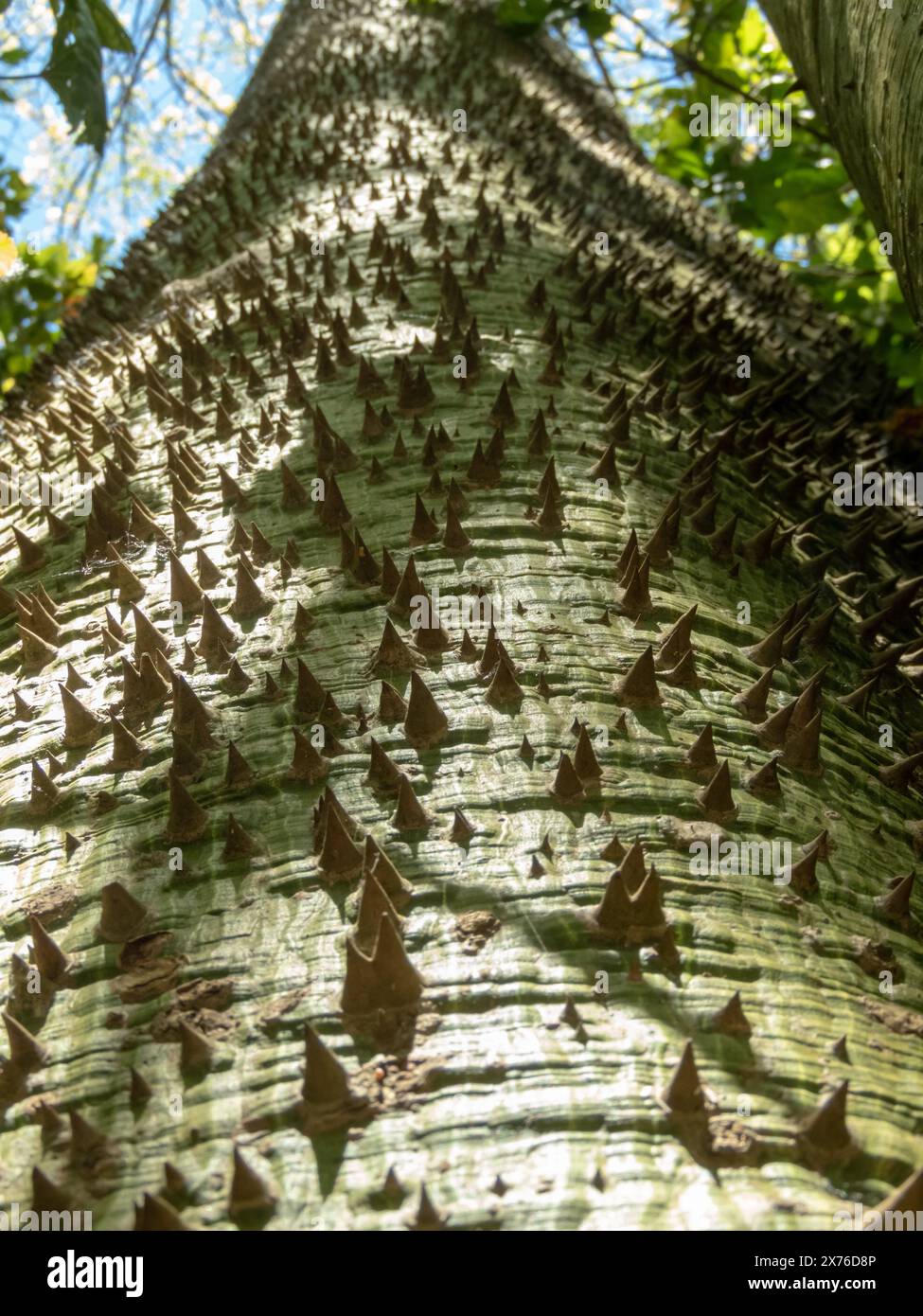 Paineira tree or silk floss tree or ceiba speciosa trunk covered with ...