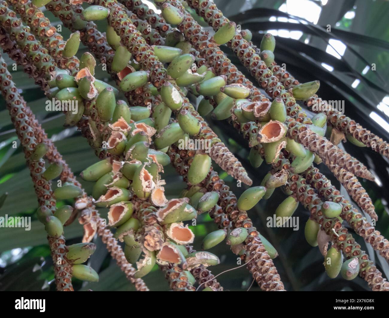 Howea forsteriana, thatch palm or court palm fruits closeup. Kentia ...