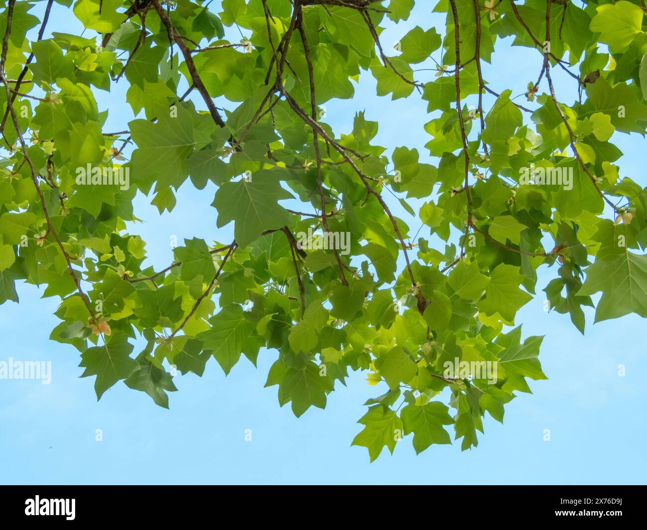 Liriodendron tulipifera branches in the spring. Tulip tree four lobed square leaves Stock Photo ...