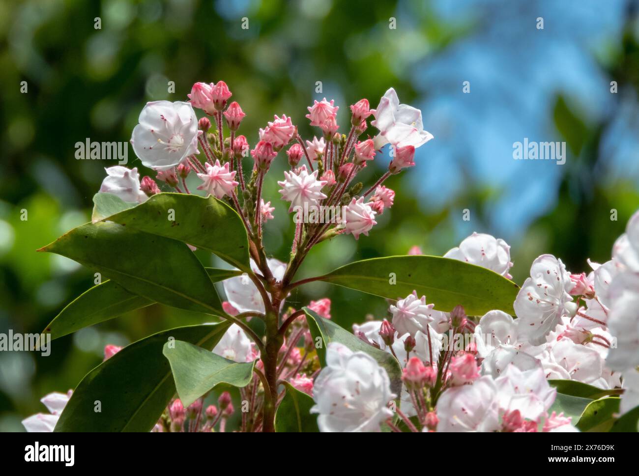 Kalmia latifolia flowers and buds closeup. Mountain laurel,calico-bush ...