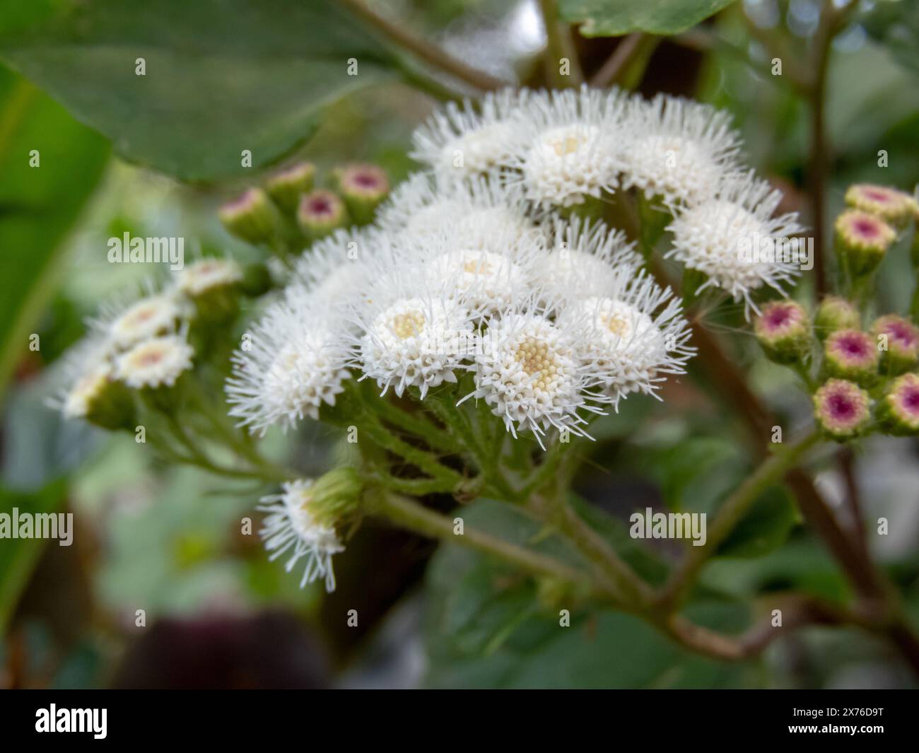 Crofton weed white flowers and buds closeup. Ageratina adenophora or ...