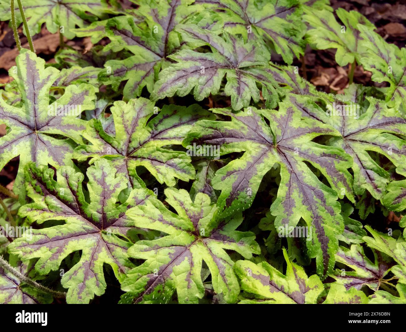 Tiarella cultivar colorful decorative leaves closeup. Foamflowers plant ...