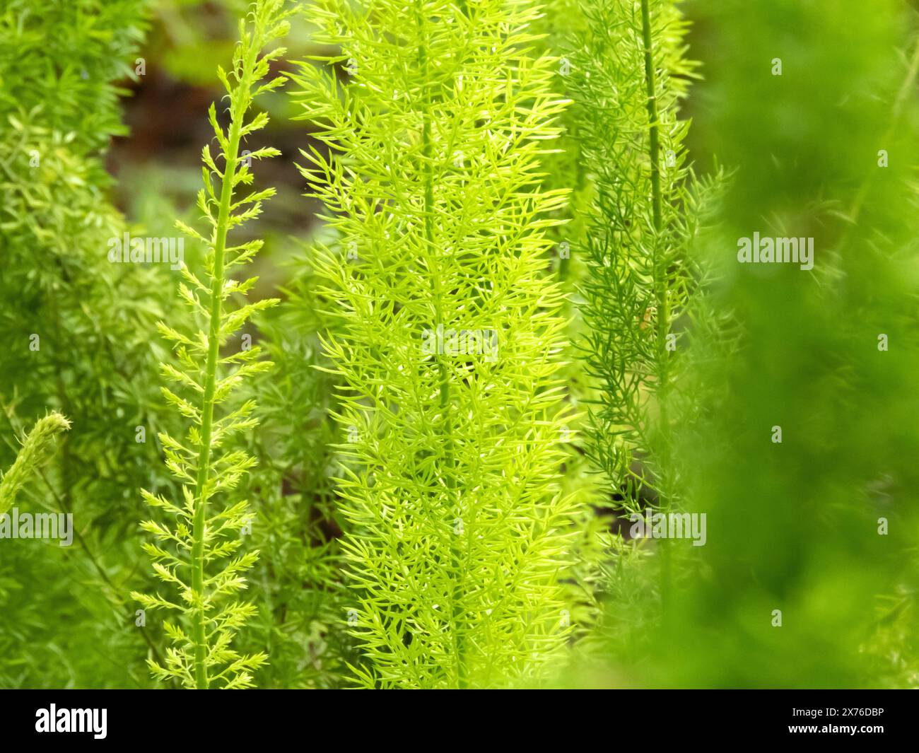 Asparagus fern hi-res stock photography and images - Alamy