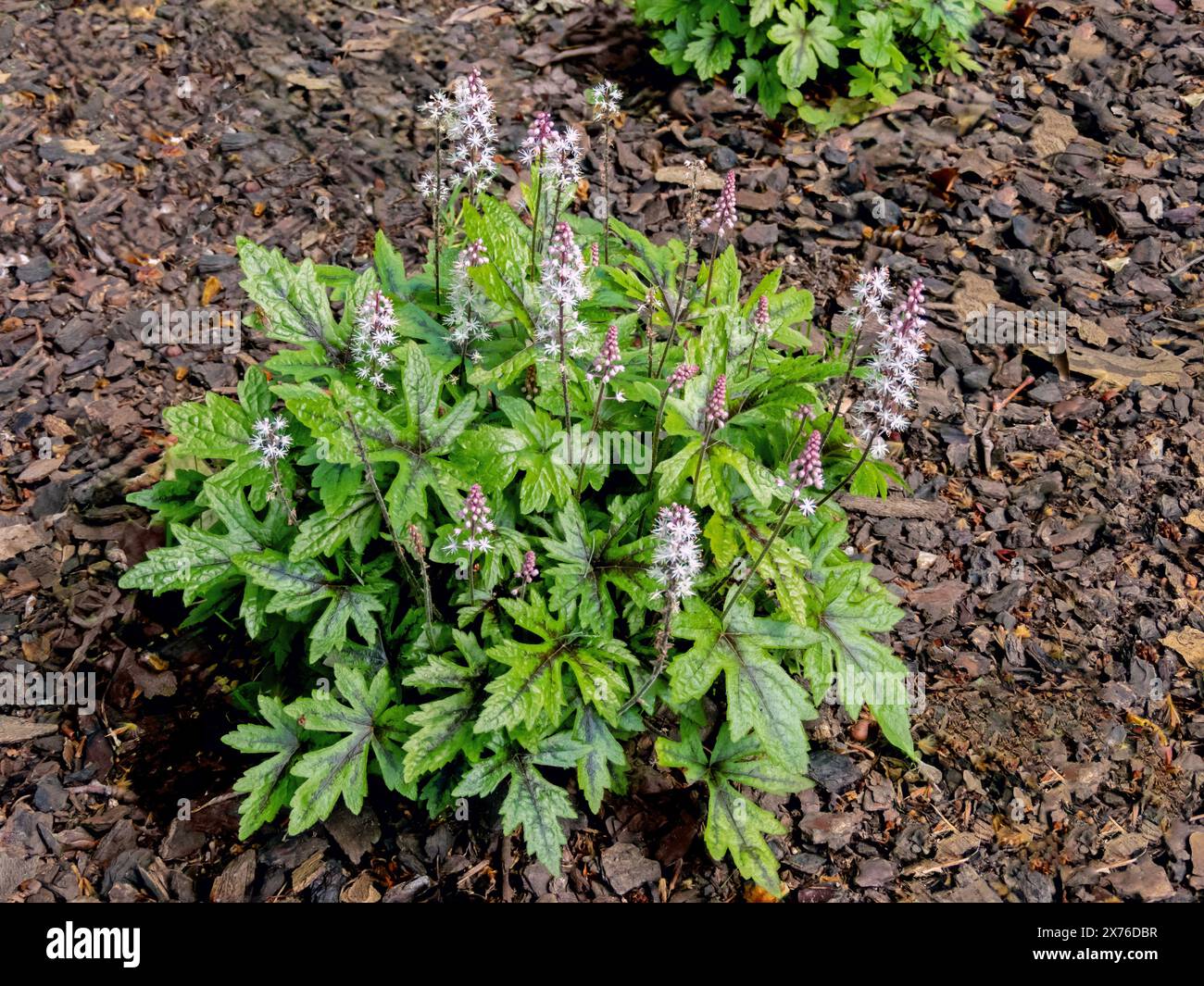 Tiarella cultivar with colorful decorative leaves. Foamflowers plant ...