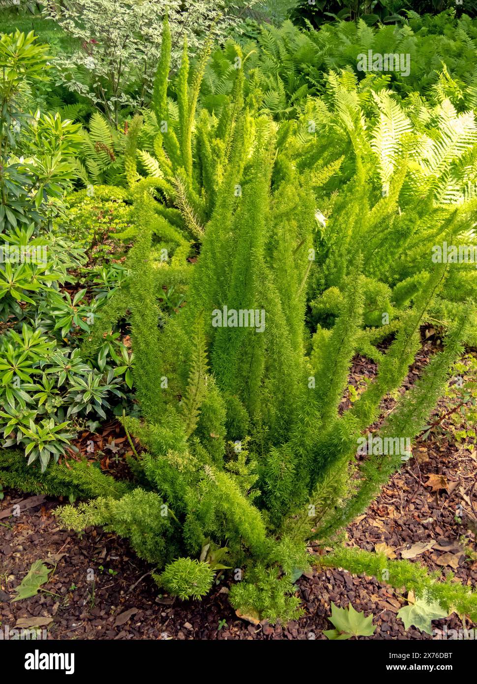 Asparagus fern hi-res stock photography and images - Alamy
