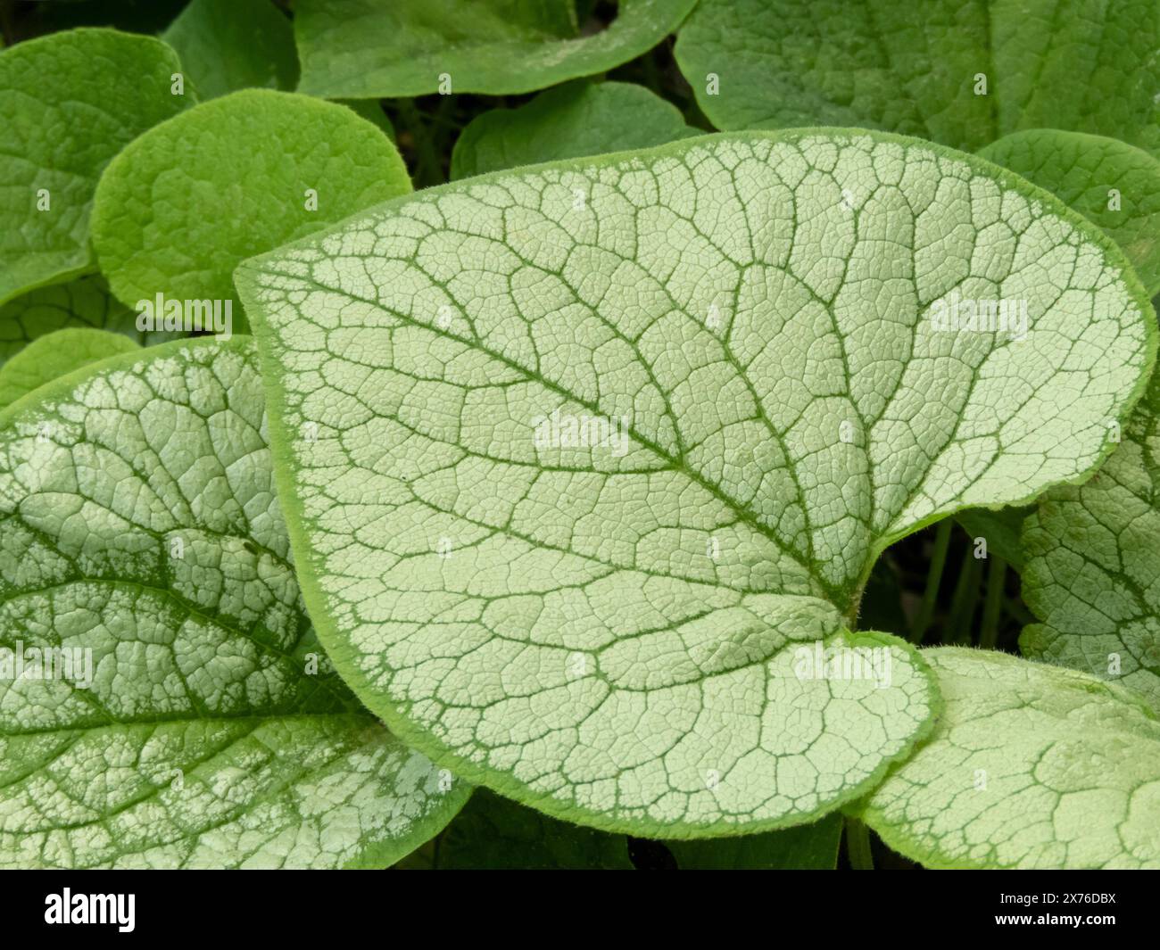 Brunnera hi-res stock photography and images - Alamy