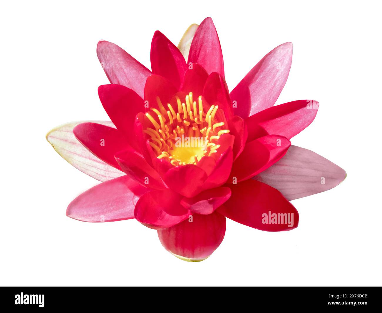 Nymphaea or red water lily bright vibrant flower isolated on white ...