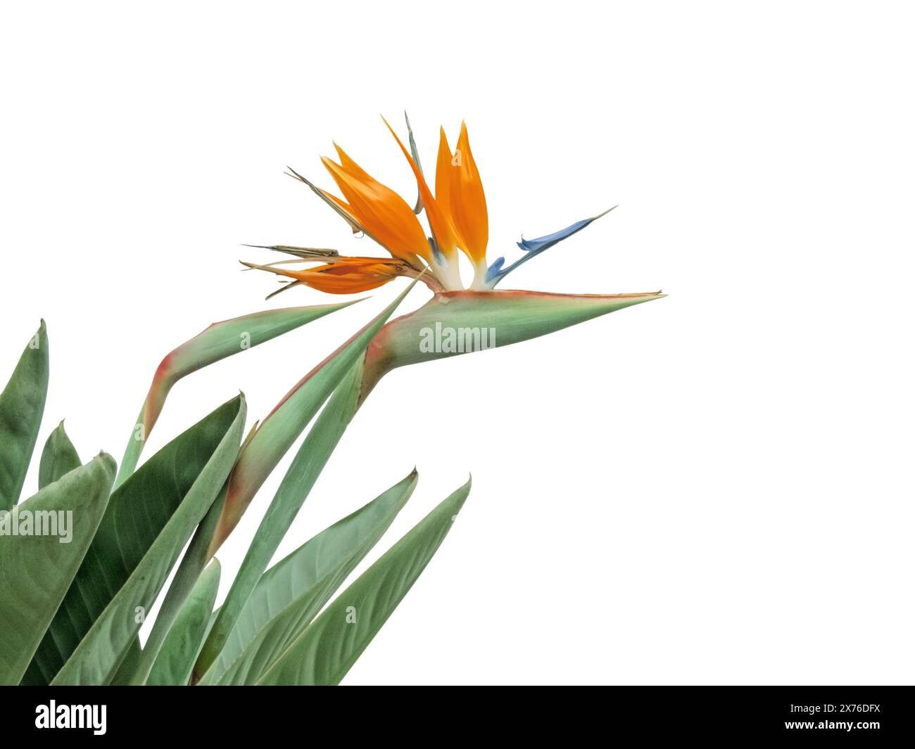 Strelitzia flower and leaves isolated in the corner on white background ...