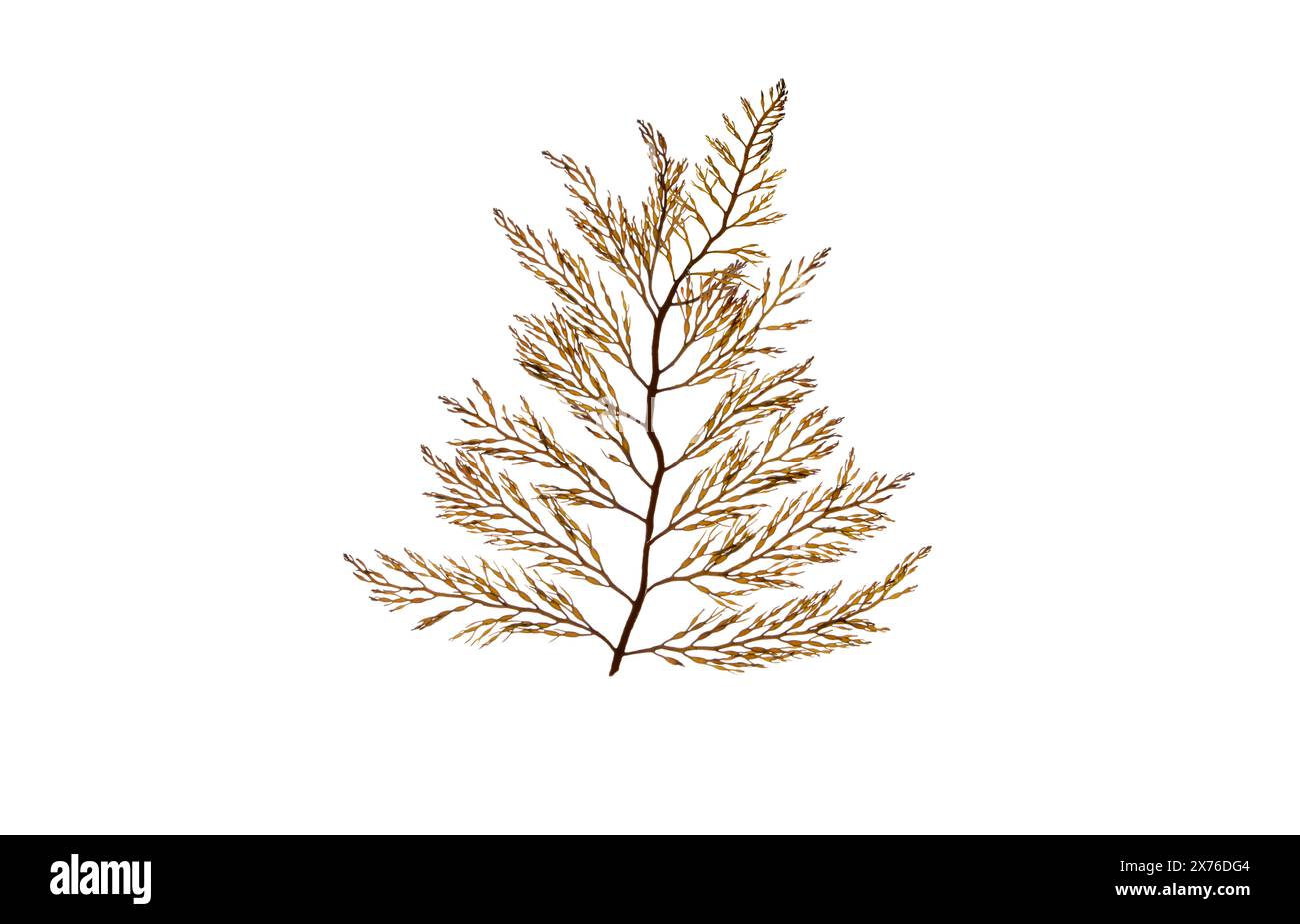 Brown algae branch isolated on white. Decorative seaweed frond Stock ...