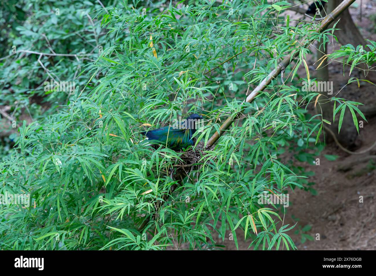 Argus argus pheasant argusianus argus hi-res stock photography and ...