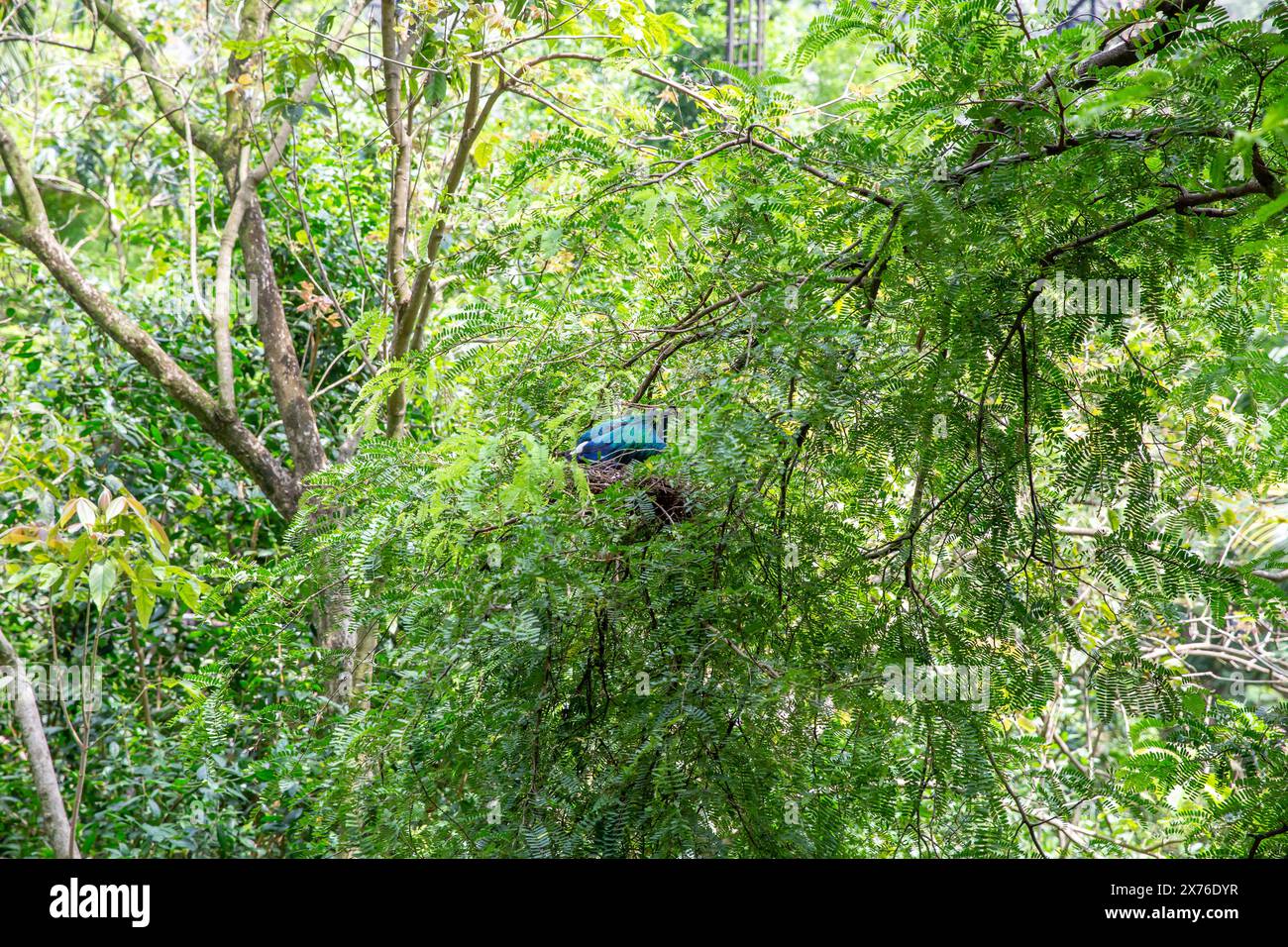 the great argus Bird in the zoo Stock Photo - Alamy