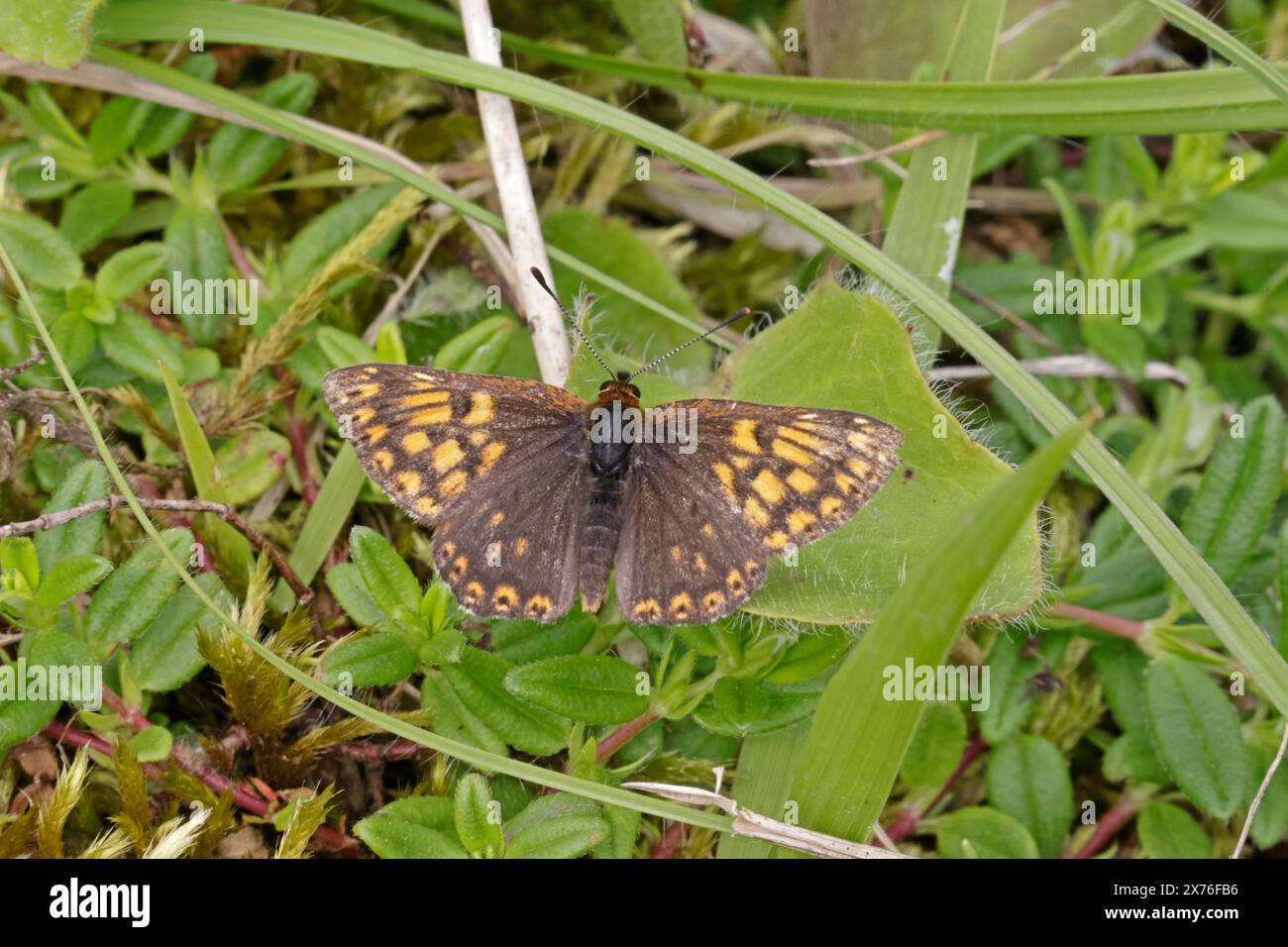Duke of Burgundy Butterfly Cotswolds UK Stock Photo - Alamy