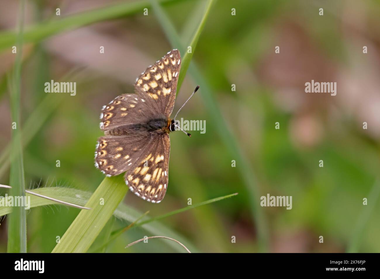 Duke of Burgundy Butterfly Cotswolds UK Stock Photo - Alamy