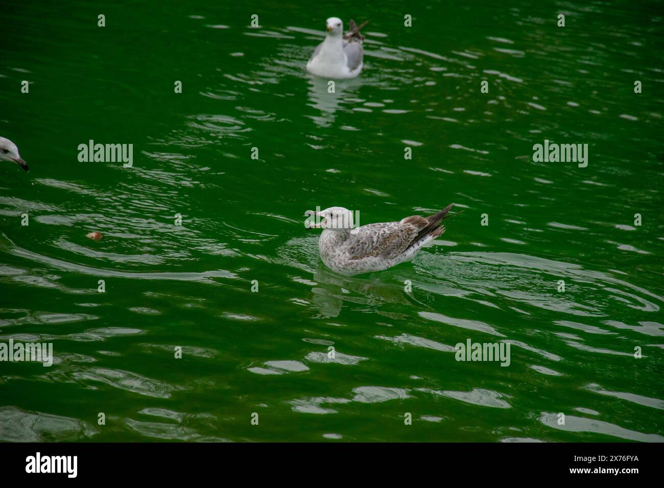 A seagull swimming in the lake. Seagulls playing in the sea, taking off ...