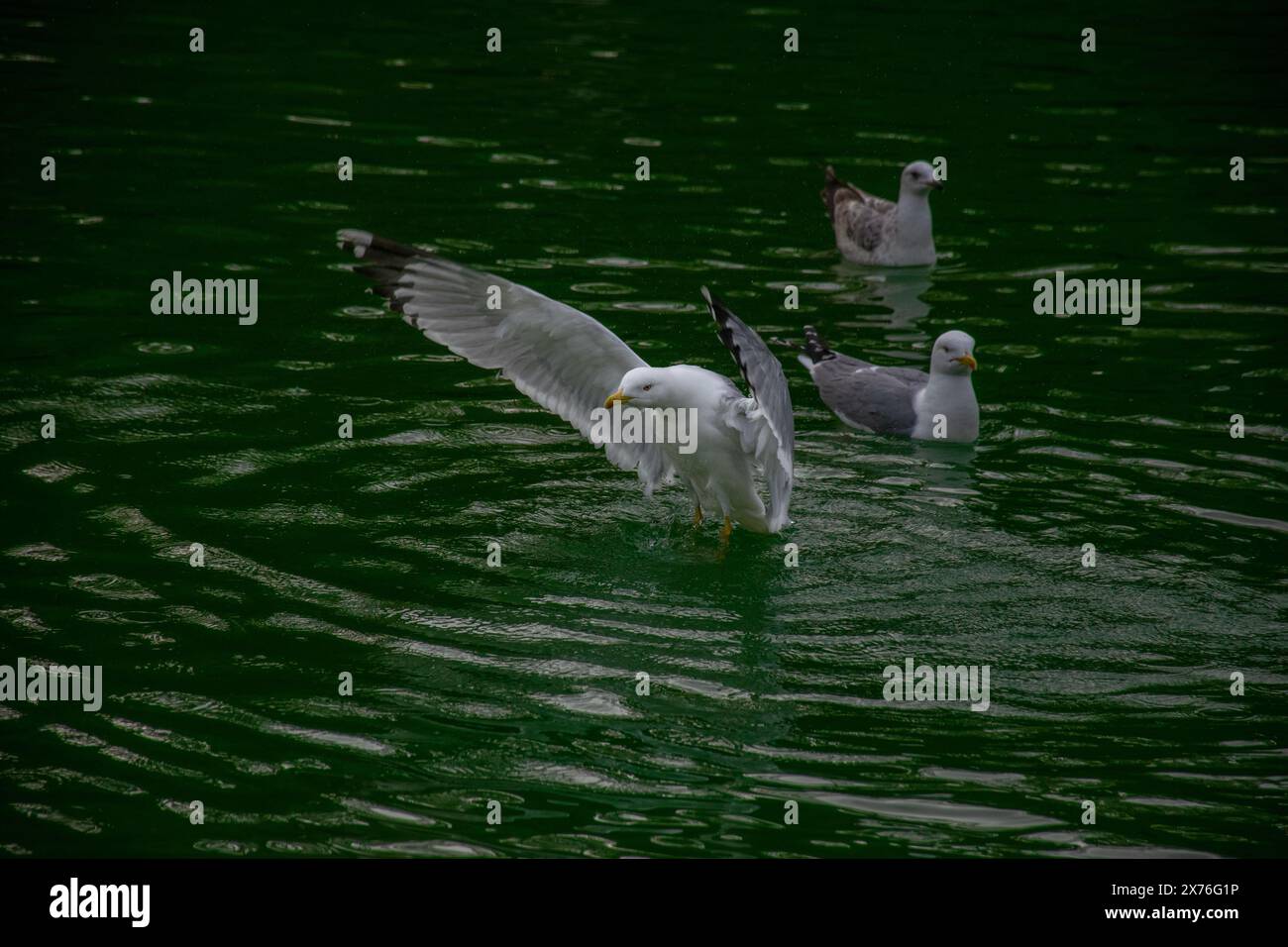 A seagull swimming in the lake. Seagulls playing in the sea, taking off ...