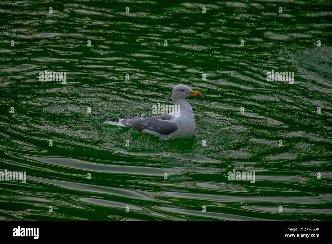 A seagull swimming in the lake. Seagulls playing in the sea, taking off ...