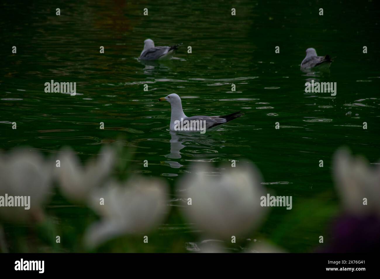 A seagull swimming in the lake. Seagulls playing in the sea, taking off ...