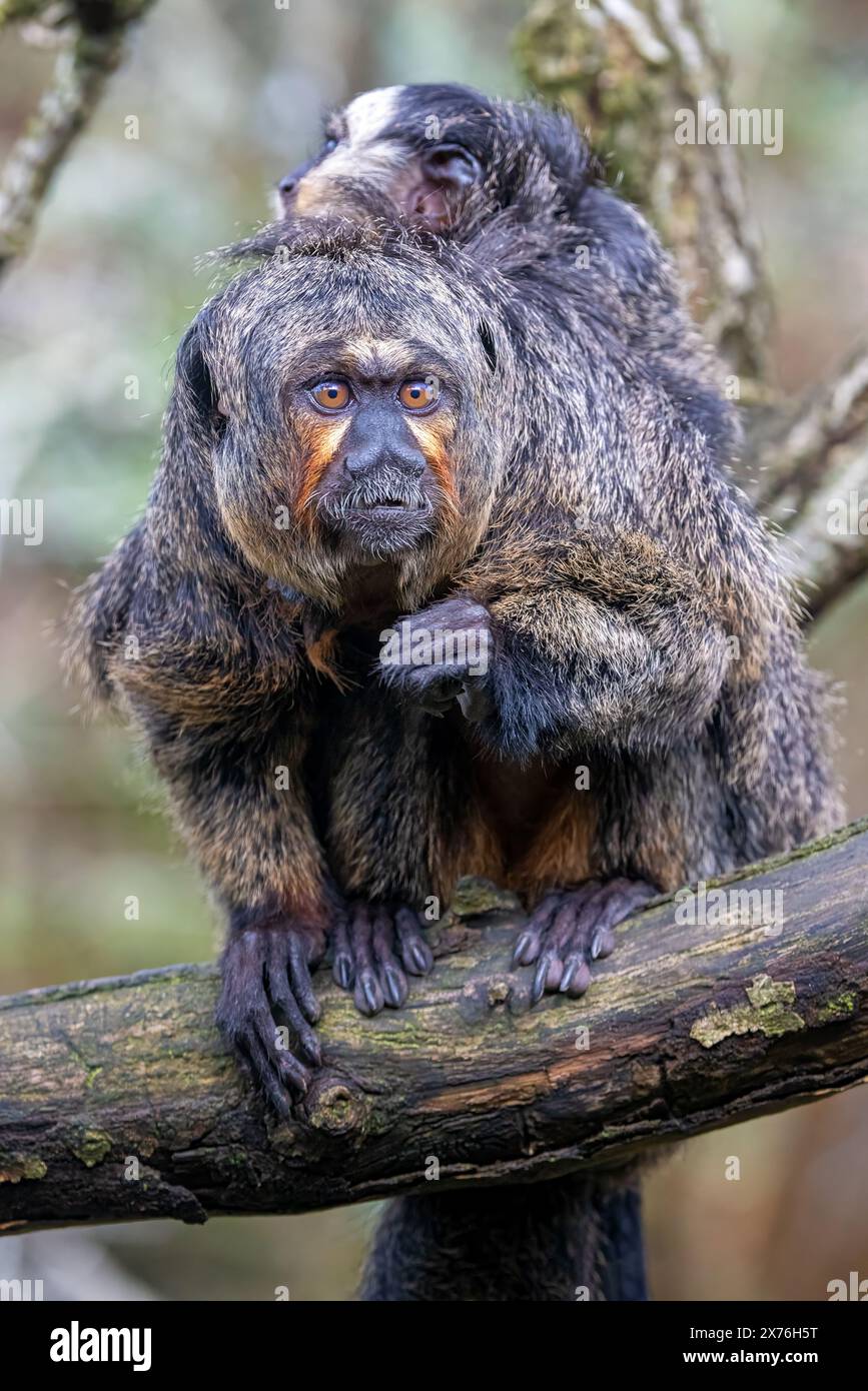 White-faced saki, Pithecia pithecia, adult female with baby on her back ...