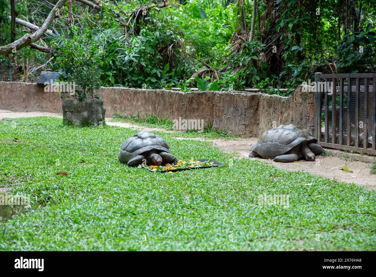 Zoo vet tortoise hi-res stock photography and images - Alamy