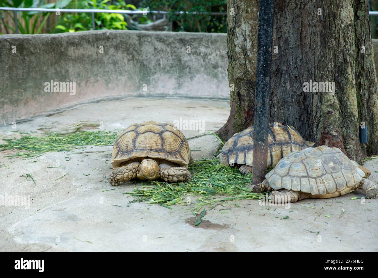 Big land tortoise passionately Stock Photo - Alamy