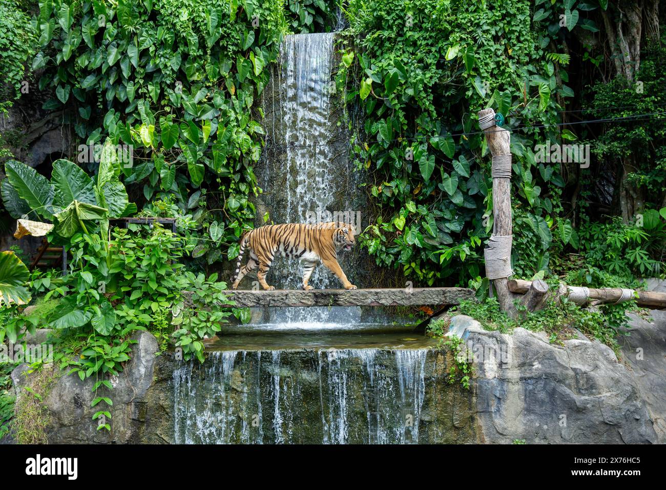 the Tiger in the zoo Stock Photo - Alamy