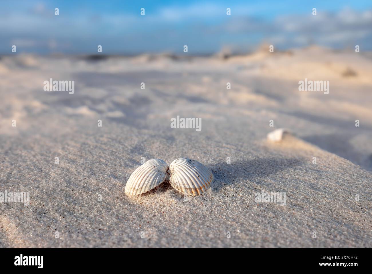 beautiful shells on the beach, Baltic Sea, sand, sun, shade, Schleswig ...