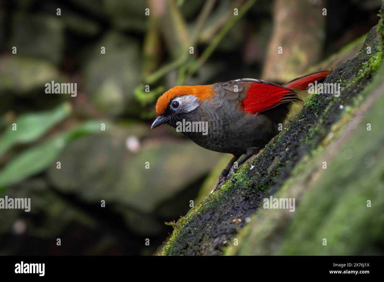 Red-tailed Laughingthrush - Trochalopteron milnei, beautiful colored ...