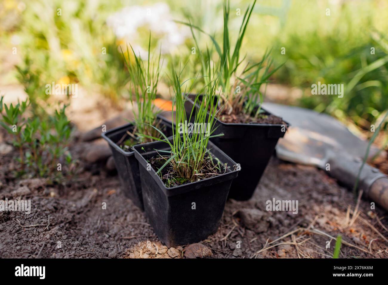 Planting potted ornamental grasses in spring garden using shovel ...