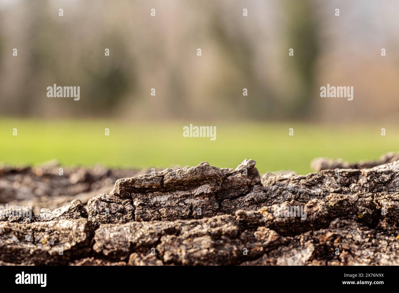 natural tree bark background for cosmetic product display Stock Photo ...