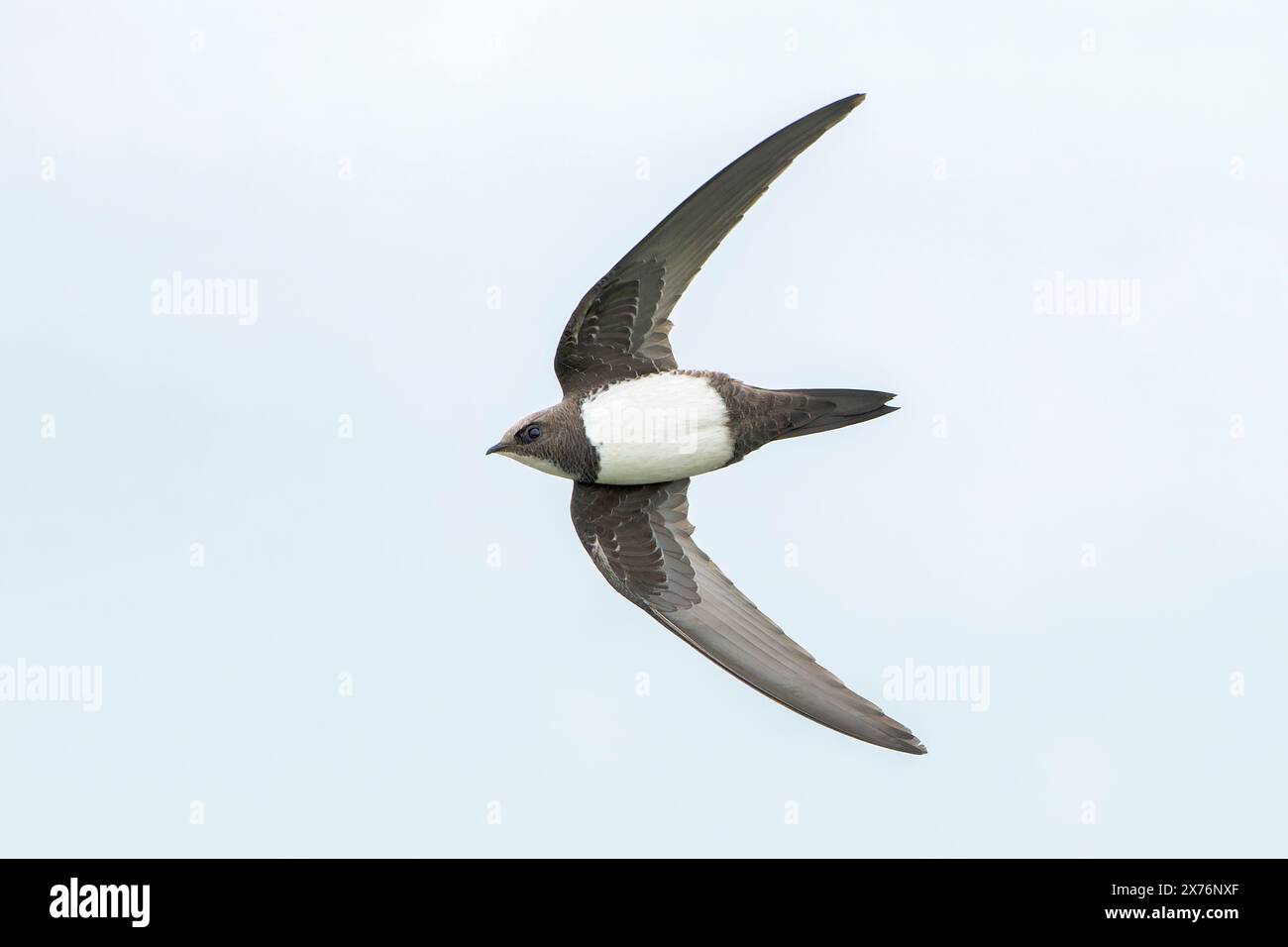 Alpine swift, Tachymarptis melba, single adult flying, Bulgaria, Europe ...
