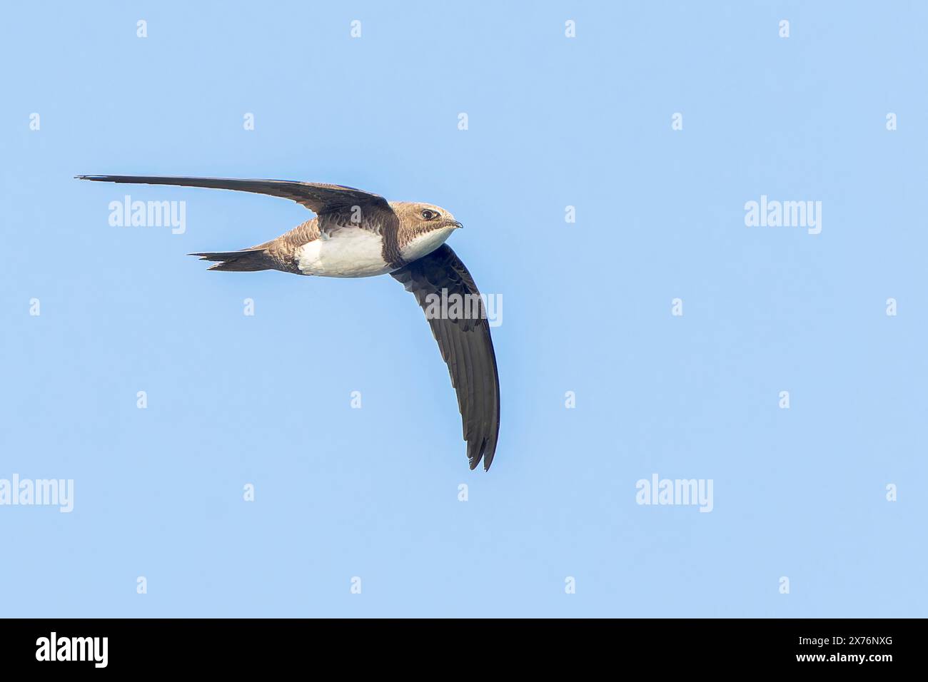 Alpine swift, Tachymarptis melba, single adult flying, Bulgaria, Europe ...