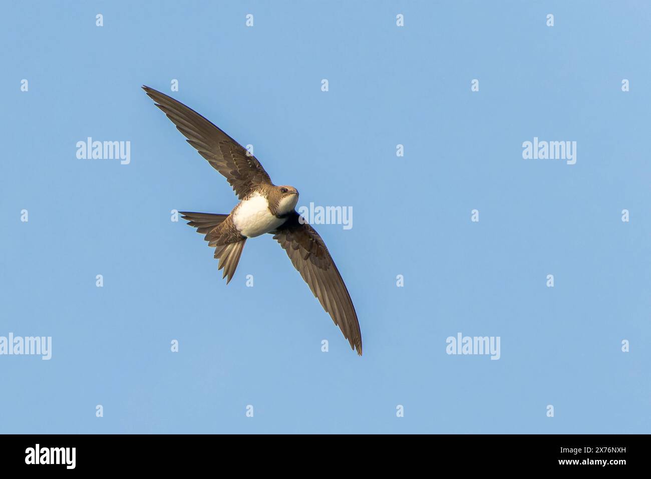 Adults eat flying insects hi-res stock photography and images - Alamy