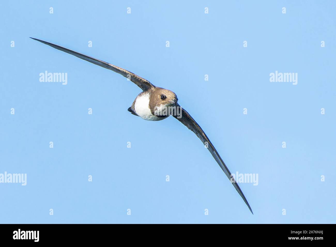 Adults eat most flying insects hi-res stock photography and images - Alamy