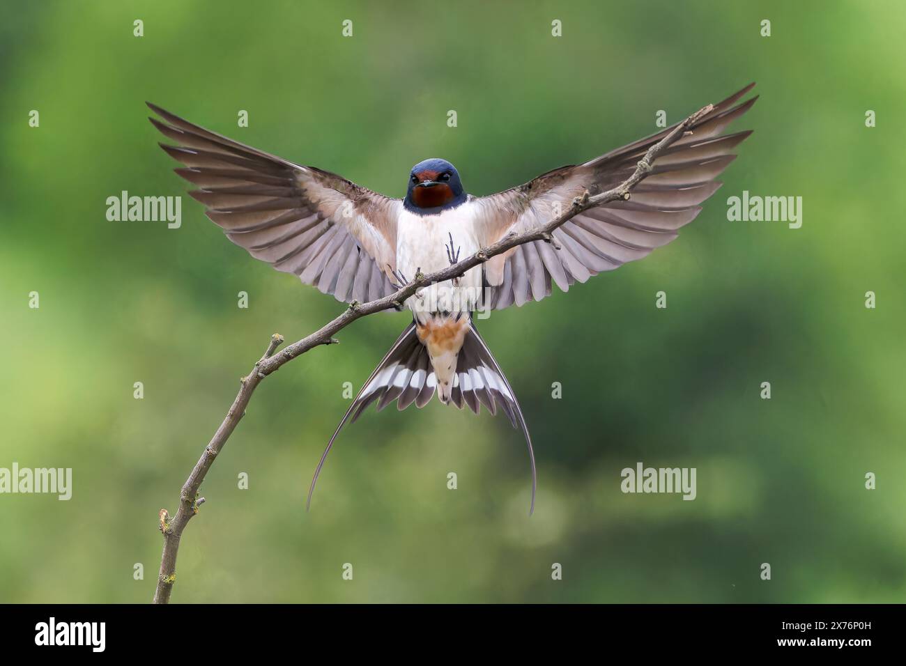 barn swallow, Hirundo rustica, single bird landing on a twig, Bulgaria ...