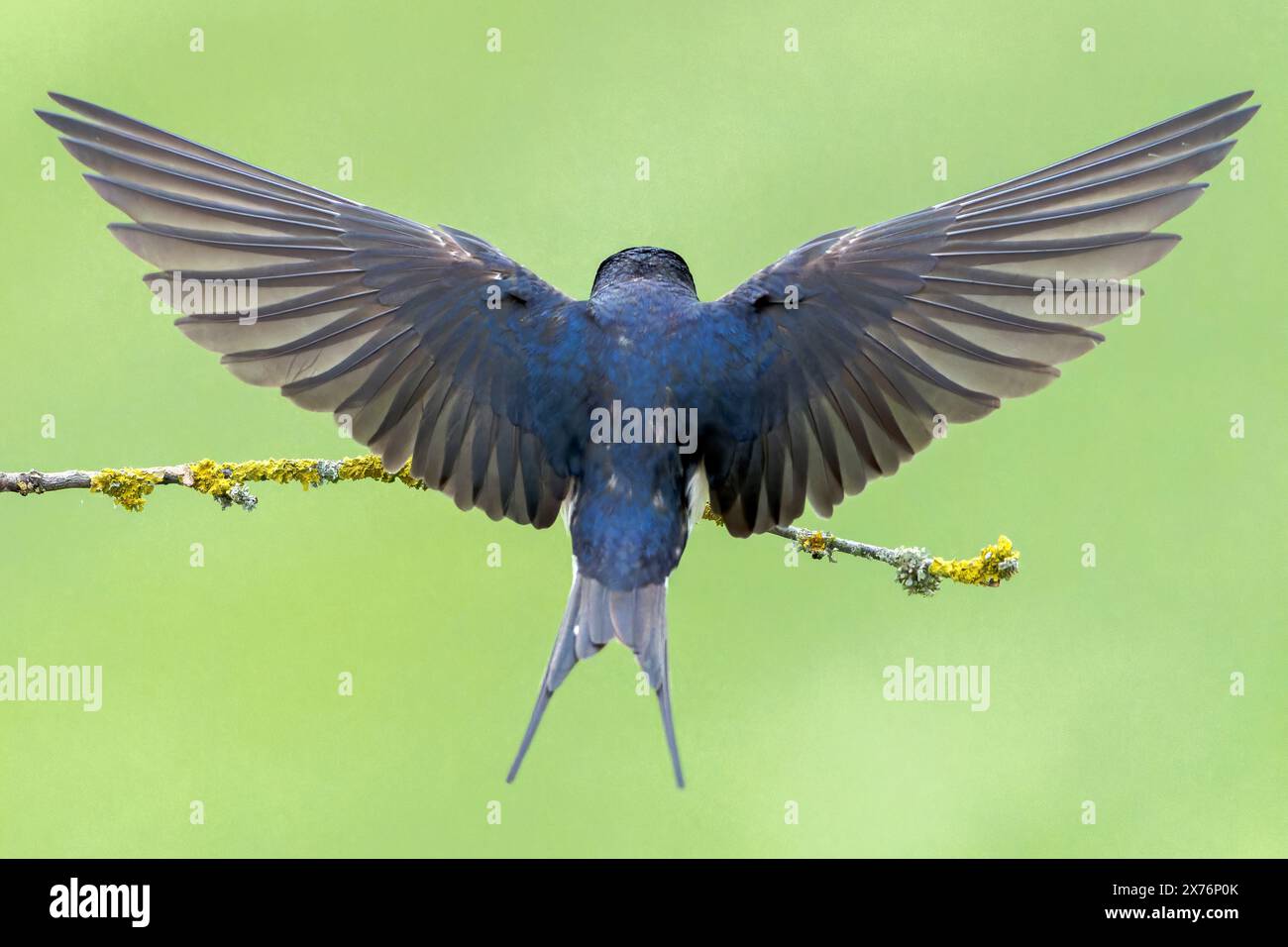 barn swallow, Hirundo rustica, single bird landing on a twig, Bulgaria ...