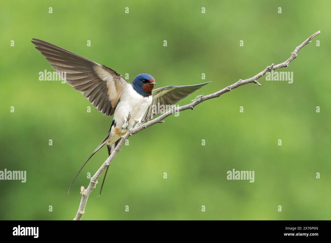 barn swallow, Hirundo rustica, single bird landing on a twig, Bulgaria ...