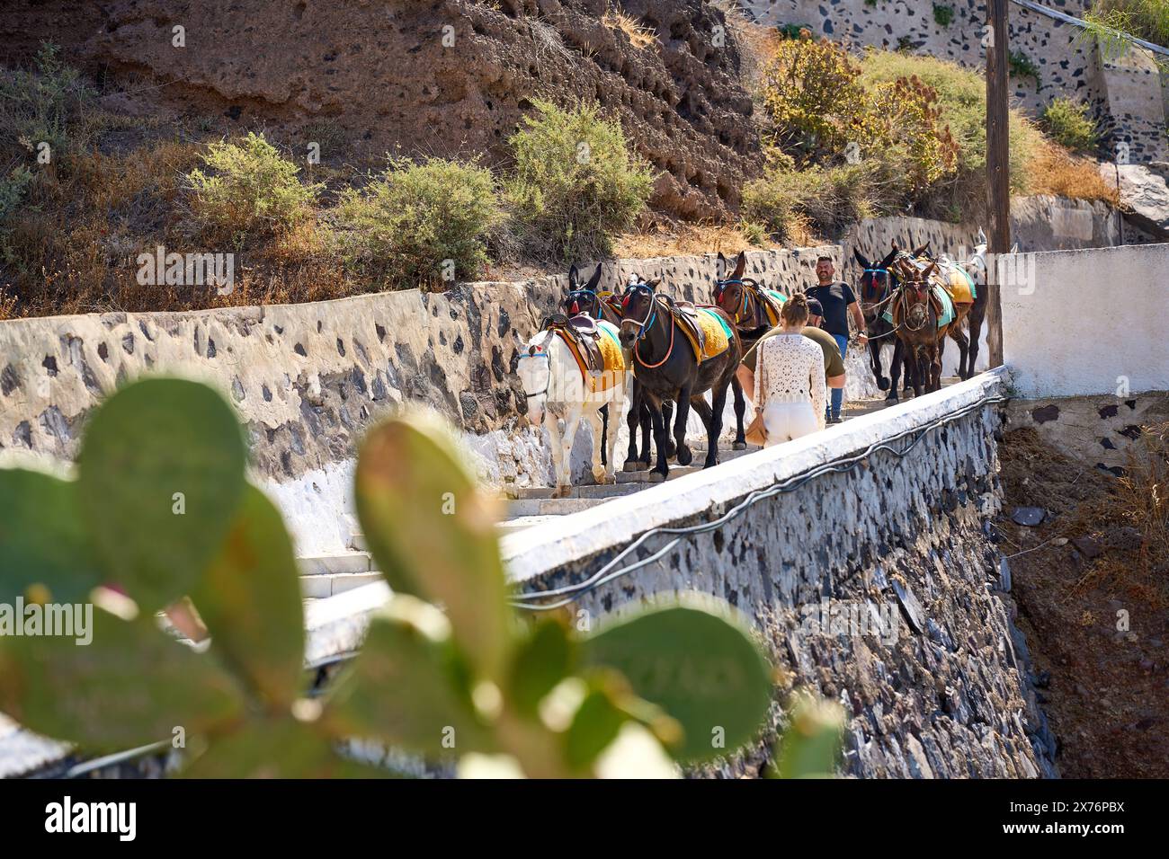 Thira, Santorini, Greece - 8 May 2024: Traditional donkeys walking down ...