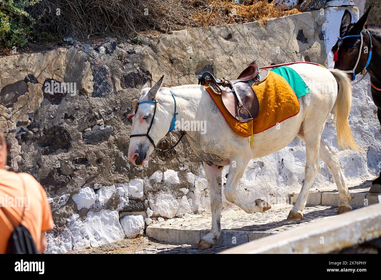 Thira, Santorini, Greece - 8 May 2024: Traditional donkeys walking down ...